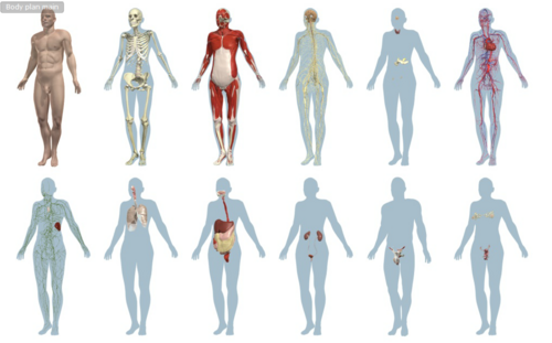 Primal Pictures Upgrade: 3D Human Anatomy & Physiology Package | ZHAW ...