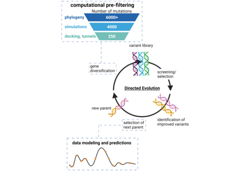 Improving Enzyme Fitness with Machine Learning | ZHAW Life Sciences and ...