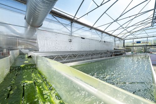 Cleaning microalgae with light | ZHAW Institute of Natural Resource ...