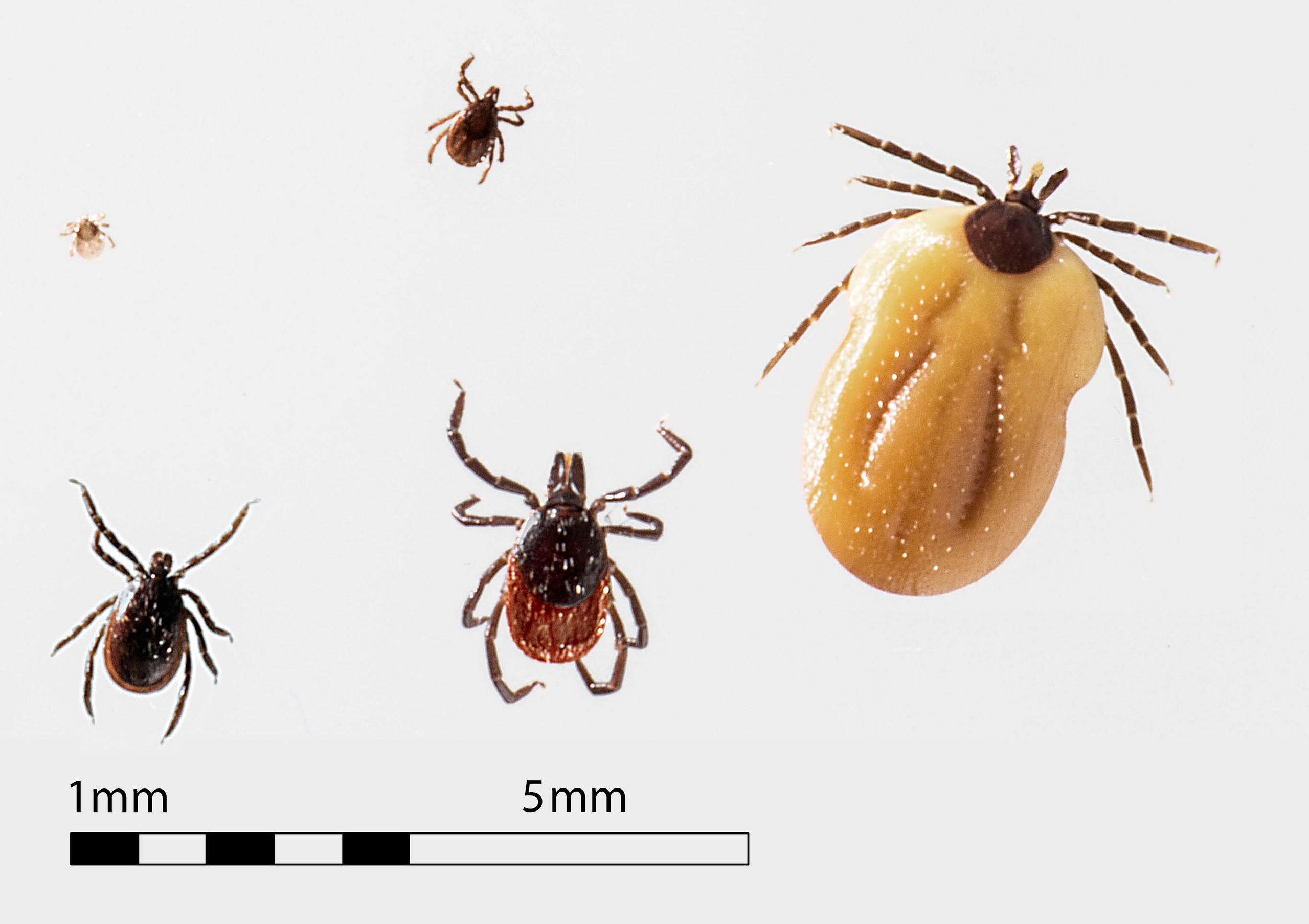 Schweizer Zeckenstichkarte: Mehr Zeckenstiche in dicht besiedelten ...